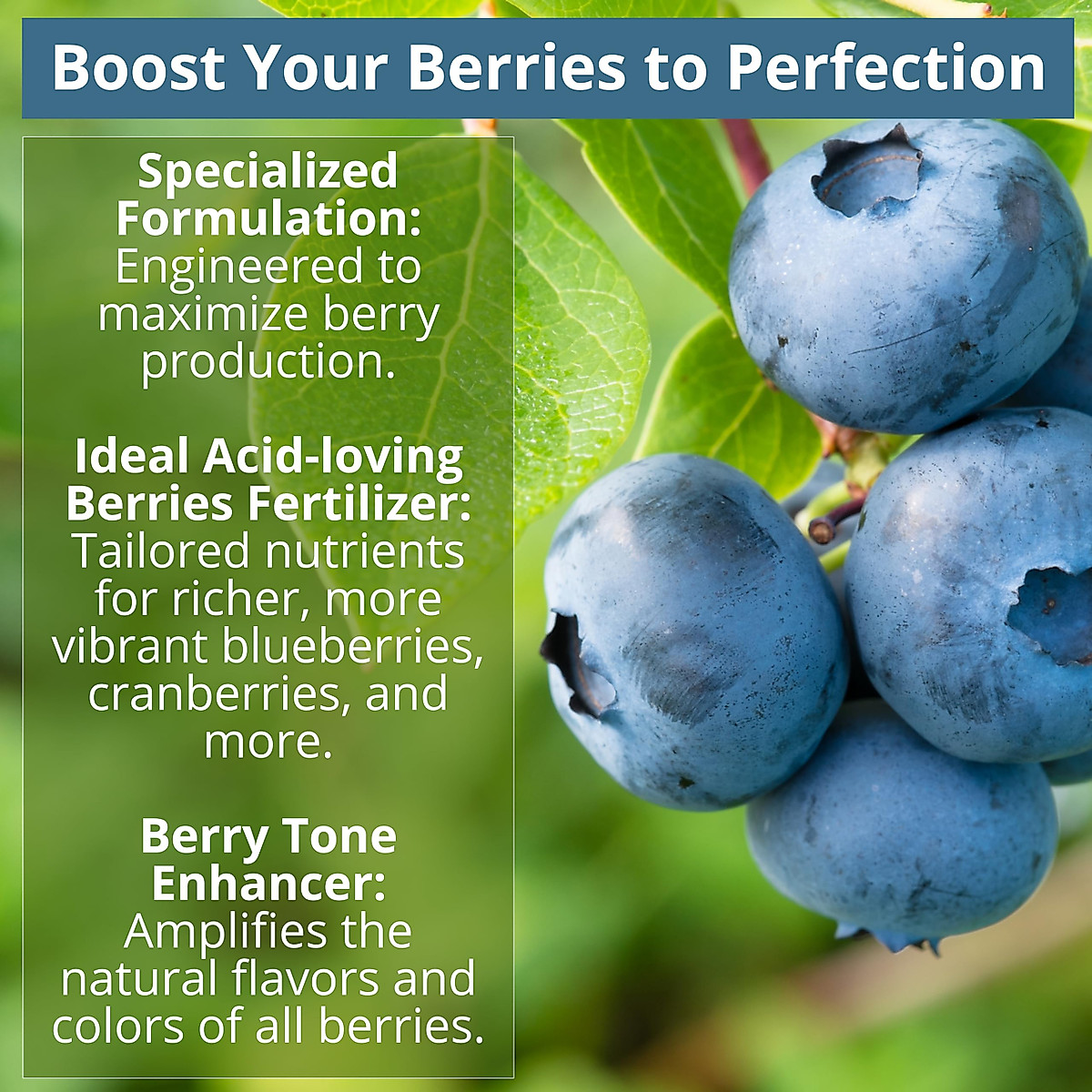 GARDENWISE 8-4-8 Acidic Fertilizer for Azaleas, Camellias (Camelia), Hydrangeas, Blueberries, Gardenias, Magnolia Trees, Evergreens, and Rhododendrons - Ideal Iron-Rich Plant Food (12 OZ)