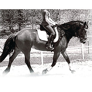 Hormone and Calming Supplement for Horses All Natural Pure Raspberry and Peppermint Leaf Herbal Blend 14 oz.