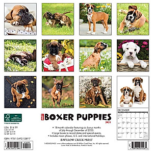Just Boxer Puppies 2021 Wall Calendar (Dog Breed Calendar)