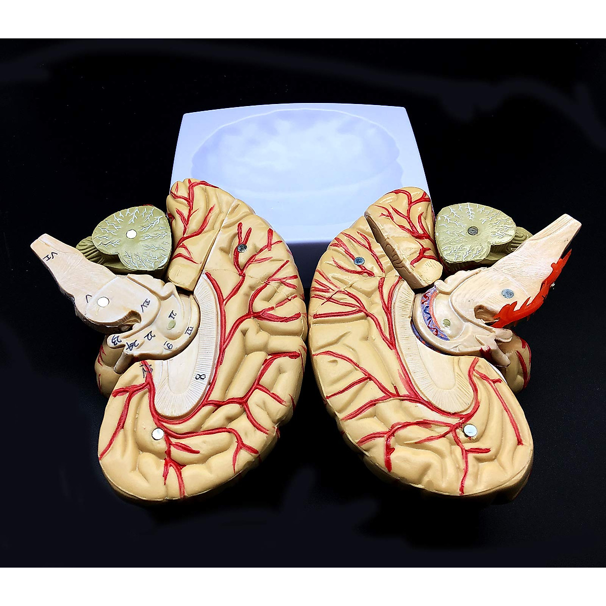 Human Brain Model, Anatomically Accurate Brain Model 8-Part Human Brain Anatomy for Science Classroom Study Display Teaching Medical Model