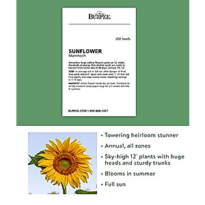 Burpee Mammoth Russian Sunflower Seeds 200 seeds