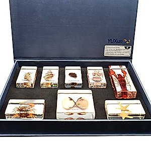 Cherish XT 8 PCS Marine Animals Specimens Set Paperweights Taxidermy for Science Education Include Pagurid,Spiral Shell,Lobster,Sea Anemone,Cuttlefish,Fiddler Crab,Clams,Starfiash Specimen