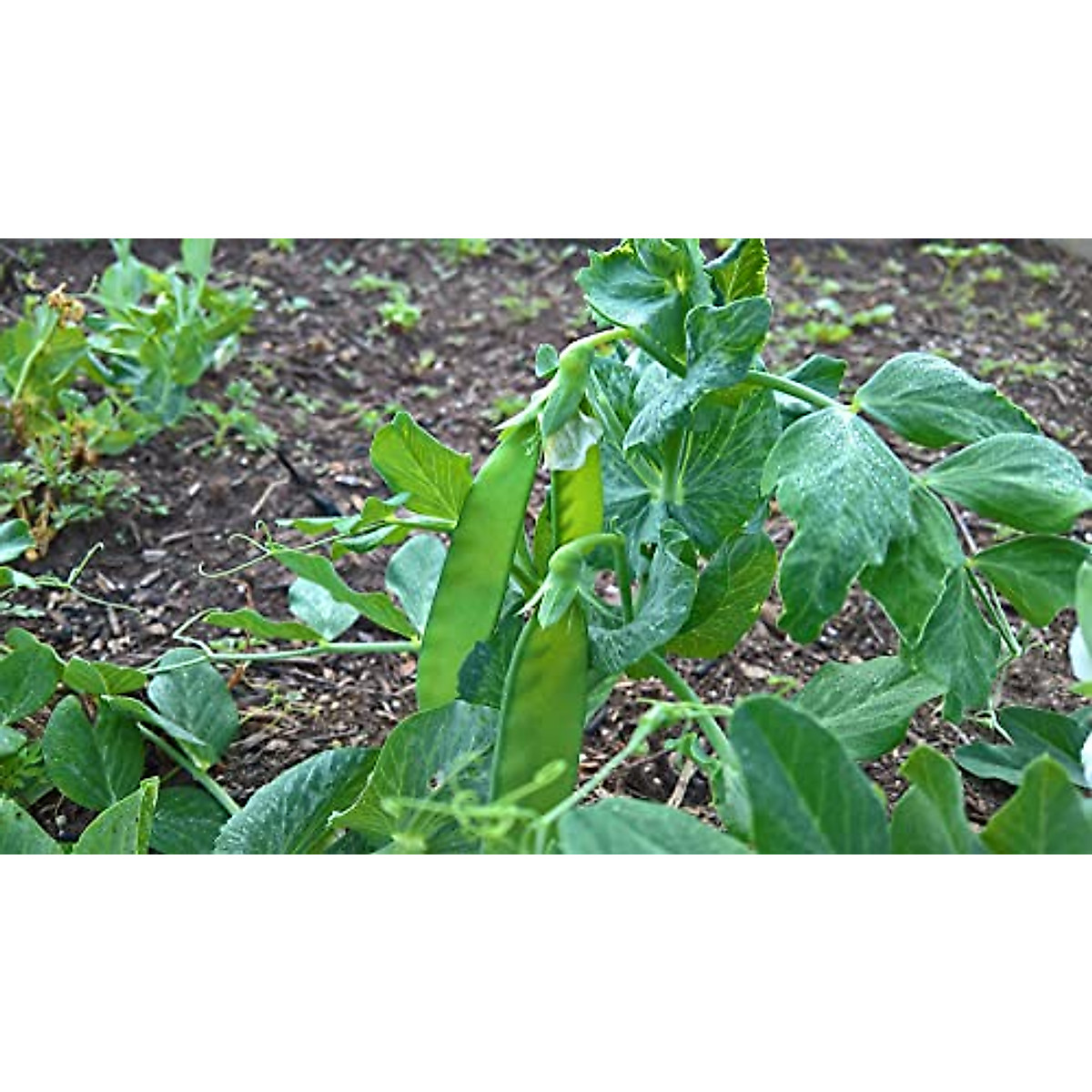 Oregon Giant Snow Pea Seeds for Planting, 25+ Heirloom Seeds Per Packet, (Isla's Garden Seeds), Non GMO Seeds, Botanical Name: Pisum sativum, Great Home Garden Gift