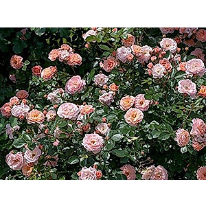 PERFECT PLANTS Apricot Drift Rose Live Plant, 3 Gallon, Includes Care Guide