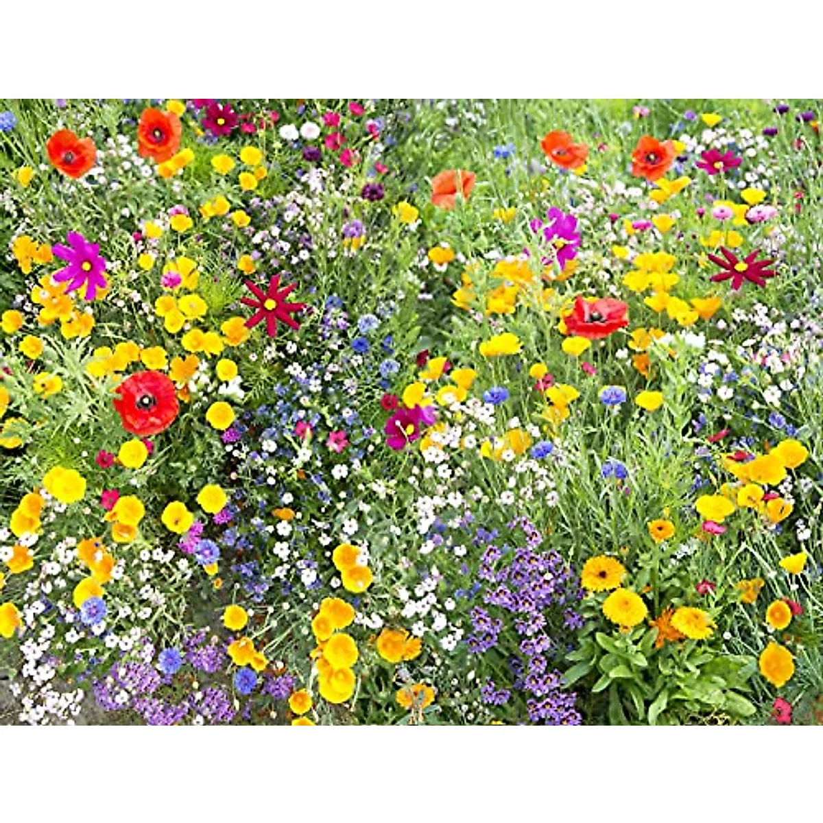 Perennial Wildflower Seeds Package with 25 Different Varieties 100,000 Seeds, Hummingbird and Butterfly Garden Seeds, Popular Perennial Flower Seeds, Non-GMO Wildflower Seeds Mix for Your Garden