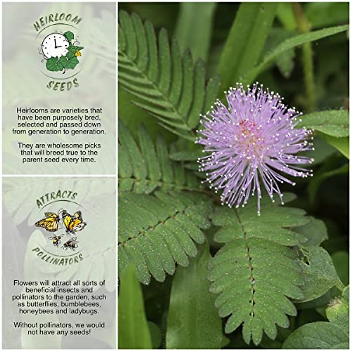 Seed Needs, Sensitive Plant Seeds for Planting (Mimosa pudica) Heirloom & Open Pollinated - Leaves React to Touch! (2 Pack)