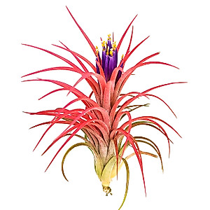 Large Air Plants - 1 Victoriana - 5 to 7 Inch Air Plant - Color & Form Varies by Season - 30 Day Guarantee on Tillandsia from The Drunken Gnome (1, One Size 5-7")