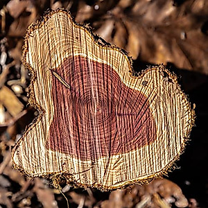 Cedar Wood Closet Freshener for Clothes Hangers: 30 Cedar Wood Flowers for Wardrobe Closet – Cedar Hangers – Wood Ring Pack – Closet Freshener LAVODIA