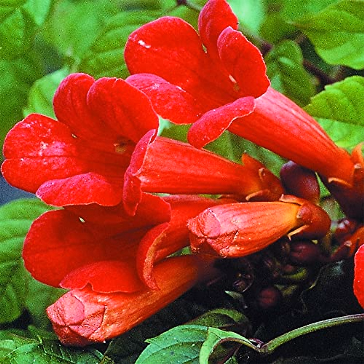 QAUZUY GARDEN- 20 Dark Red Hummingbird Trumpet Vine Seeds Hardy Striking Vine Plant for Garden and Outdoor Hummingbirds Love It