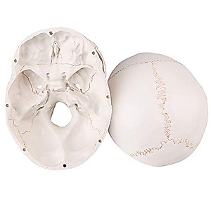 Life Size Human Skull Head Model - Human Skull Anatomical Model Medical Quality, Detached Mandible and Skull Cap - 3 Parts