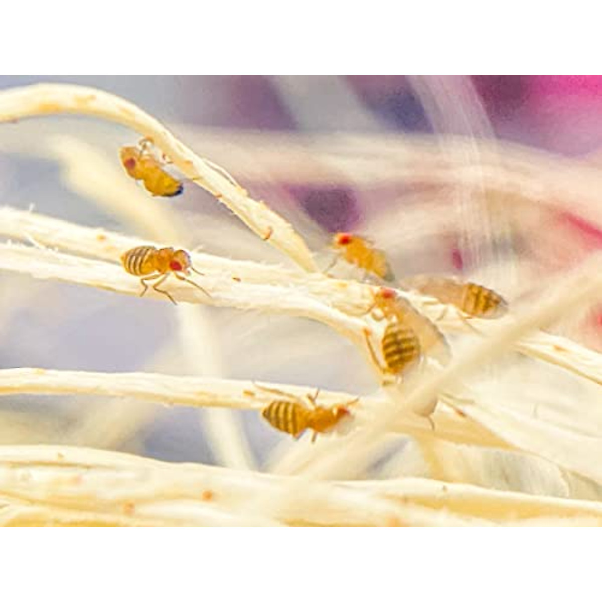 Creation Cultivated - Golden Drosophila Melanogaster (Flightless Fruit Fly Culture 32oz Cup) / Live Insects for Jumping Spiders, Praying Mantis, Geckos, Lizards, Dart Frog Food