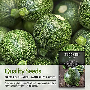 Survival Garden Seeds - Round Zucchini Seed for Planting - Pack with Instructions to Plant and Grow Small Green Zucchinis in Your Home Vegetable Garden - Non-GMO Heirloom Variety