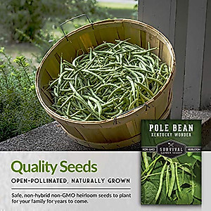 Survival Garden Seeds - Kentucky Wonder Pole Bean Seed for Planting - Packet with Instructions to Plant and Grow Delicious Snap Beans in Your Home Vegetable Garden - Non-GMO Heirloom Variety