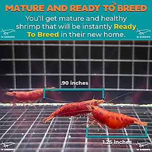 Ultra High Grade Fire Red Cherry Shrimps Neocaridina Live Freshwater Shrimp Aquarium Inverts by W Shrimps (10+2 Fire Red Shrimps)