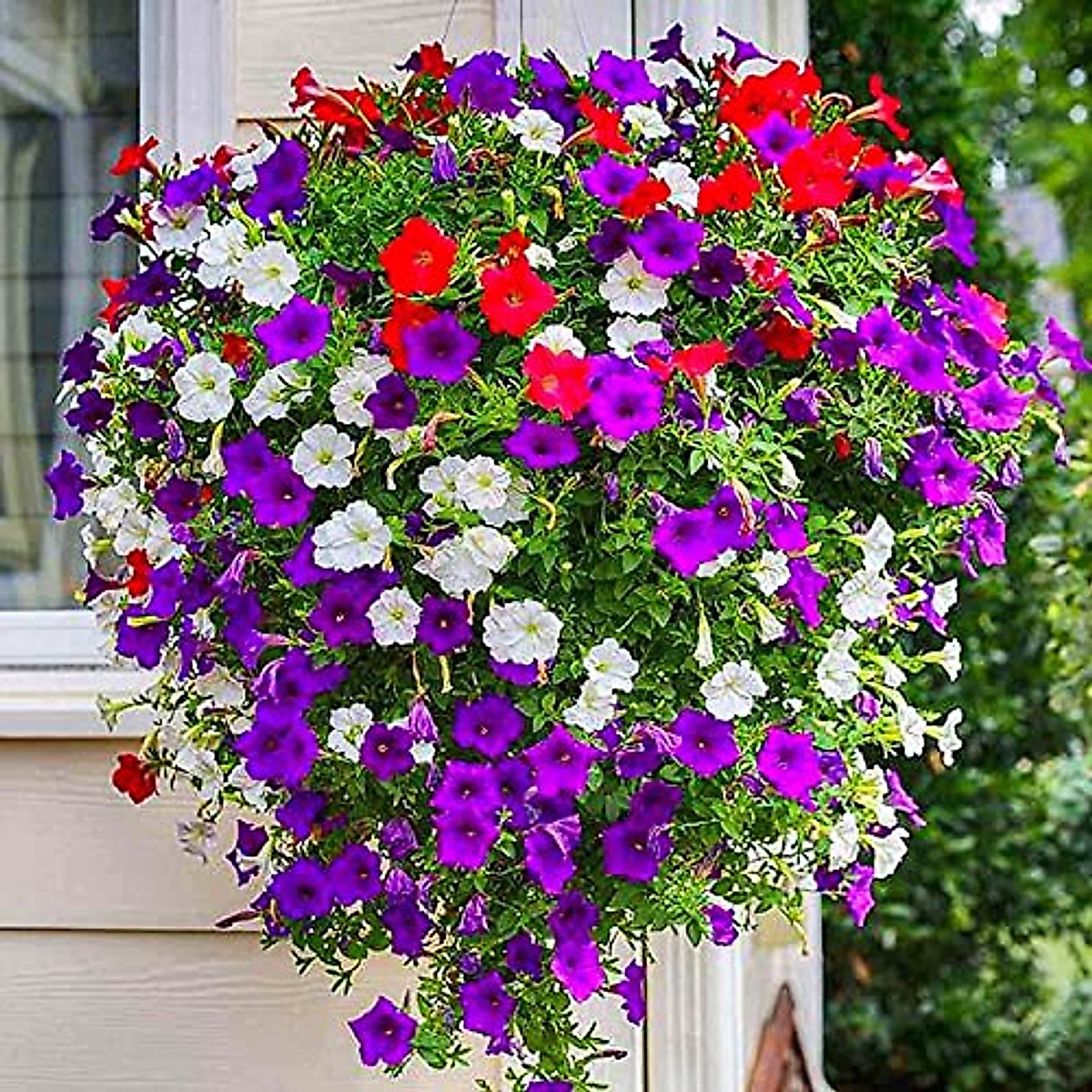 1000+ Petunia Seeds Mixed - 8 Colored Flower Annual Petunia Climbing Flower Seeds for Hanging Basket