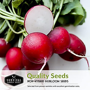Survival Garden Seeds Radish Collection Seed Vault - Watermelon (Daikon Type), Purple Plum, French Breakfast, Daikon, Champion Radishes - Non-GMO Heirloom Seeds for Planting in Your Vegetable Garden