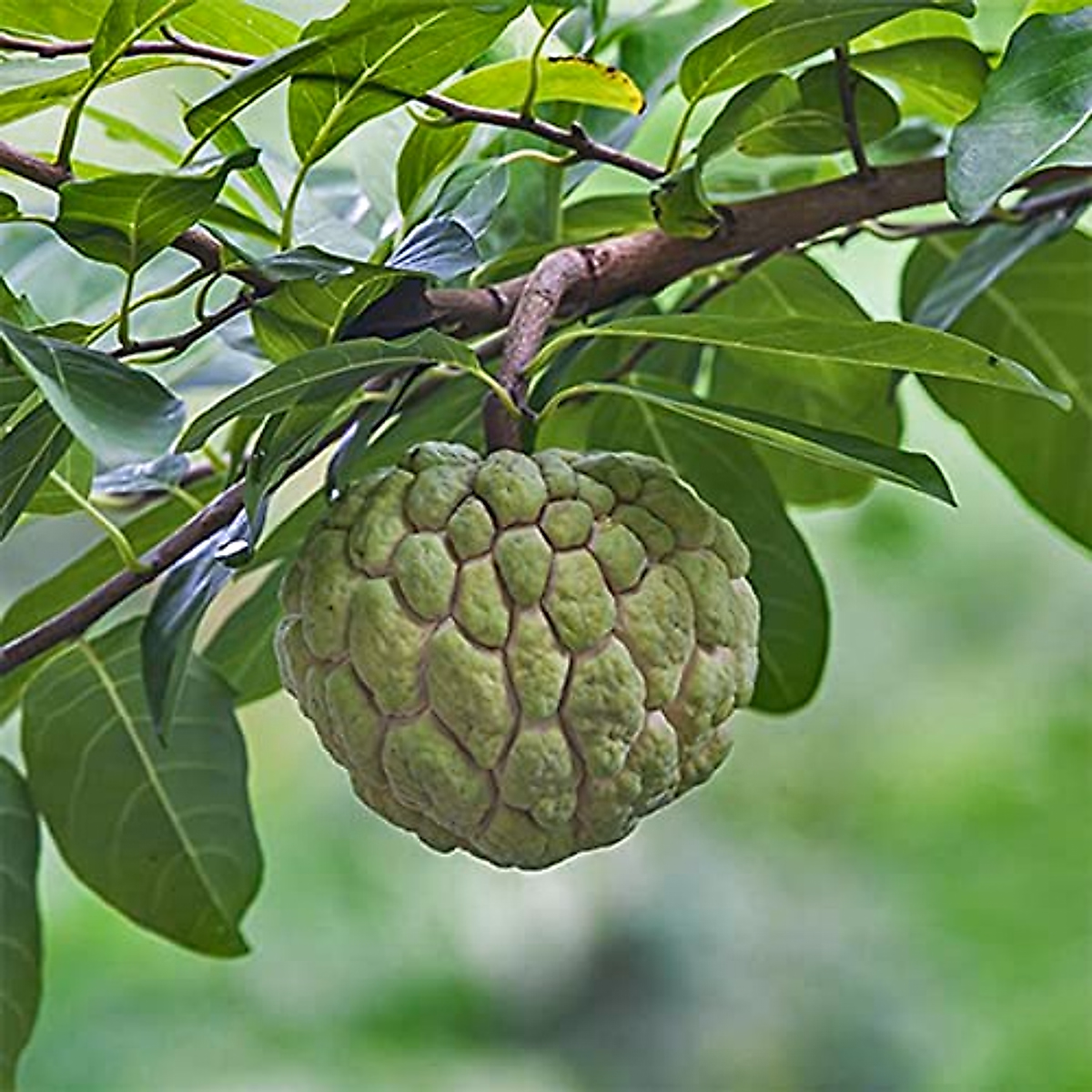 QAUZUY GARDEN Seeds - 20 Premium Custard Apple Buddha's Head Sugar Apple Sitafal Annona Cherimoya Fruit Tree Seeds, Non -GMO, Easy to Grow, Very Fresh Seeds