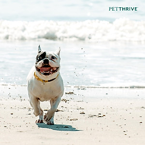 PetThrive Dog Hip and Joint Support Supplement Soft Chews with Resveratrol, Glucosamine, Chondroitin, Hyaluronic Acid, Bacon Flavor, Small Breed