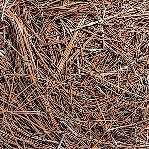 Garden Elements Long Leaf Pine Straw Bale for Mulch, Soil Amendment, and Fall Decoration, 12.5 Pounds