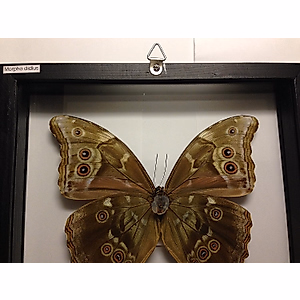 Ben the Butterfly Guy Blue Morpho Butterfly Framed and Mounted in Black Display