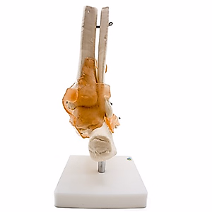 Foot Joint Model with Ligaments,Kouber Human Anatomical Model,Life Size,Height 11"