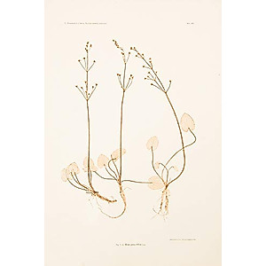 Alisma parnassifolium