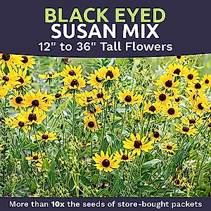 Black Eyed Susan Seeds – Extra Large Packet – Over 100,000 Open Pollinated Non-GMO Wildflower Seeds – Rudbeckia hirta