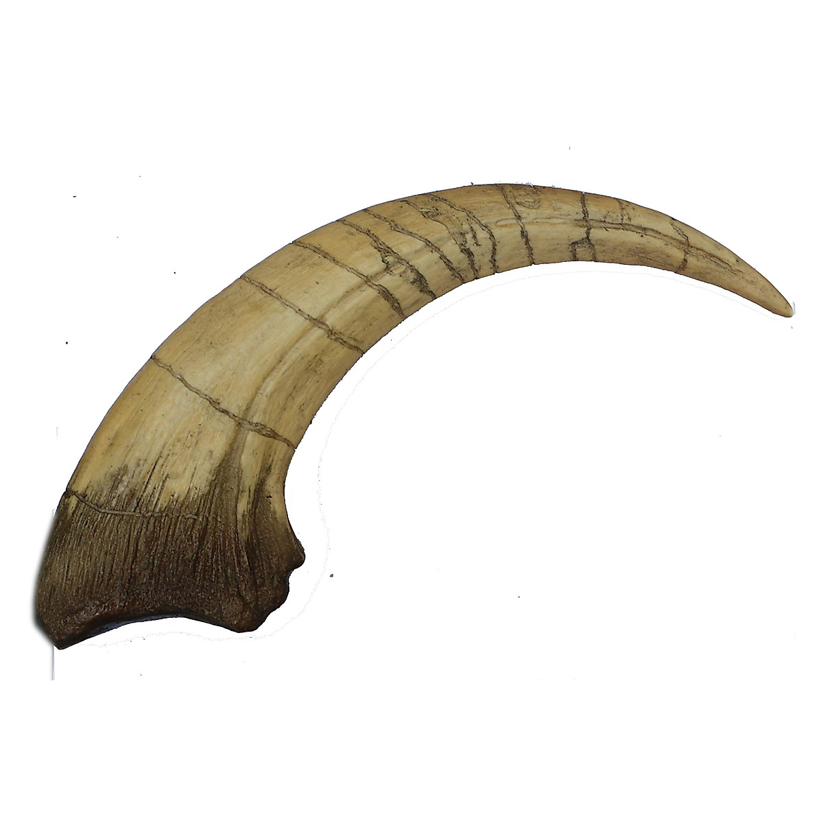 Megaraptor Dinosaur Life Size Extra Large Claw Fossil Replica