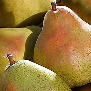 Golden State Fruit Fruitful Trio Deluxe Gift