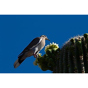 Sigma SD15 14MP X3 FOVEON CMOS Digital SLR with 3.0 inch LCD