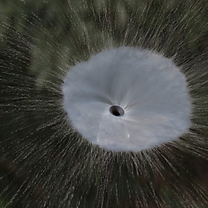 Lxcom Lighting 50 Pcs Irrigation Drippers Adjustable Drip Emitters Micro Spray 360 Degree Full Circle Pattern Water Flow Irrigation Drippers Sprinkler Drip Watering System Parts Drip Irrigation(Black)