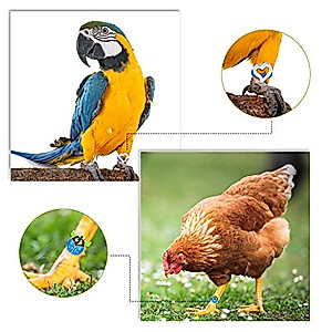 60 Colorful Chicken Poultry Leg Bands Adjustable Chicken Identification Bands Plastic Cable Tie with 30 Poultry Charms Accessories for Bird Chicken Duck Parrot Geese Turkey