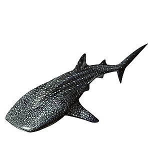 Endless Ocean: Dive, Discover, Dream (Renewed)