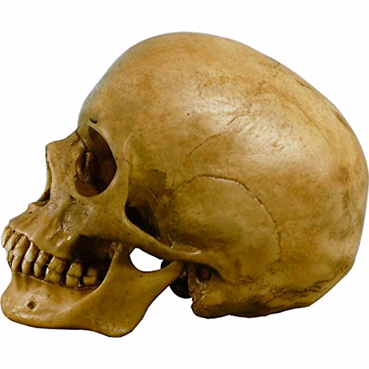 Nose Desserts Life Size Model Human Skull Replica Aged Earth-Brown Relic - Medical Anatomy Reproduction Brand