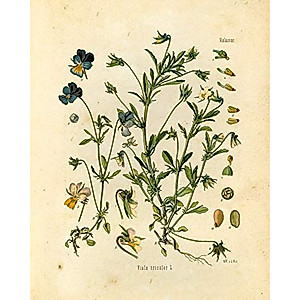 Botanical Prints Wildflower Prints Floral Wall Art - Set of 6 - 8x10 - Unframed