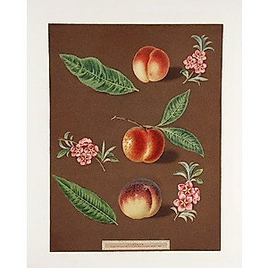 [Peach] Early Newington Peach; Buckinghamshire Mignonne; Mignonne Barrington Peach