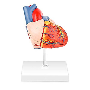 MIIRR Human Heart Model, 2-Part Life Size Heart Model Educational Tool, 3D Heart Model Anatomy, Accurate Numbered Heart Medical Anatomy Model with Magnets on Base