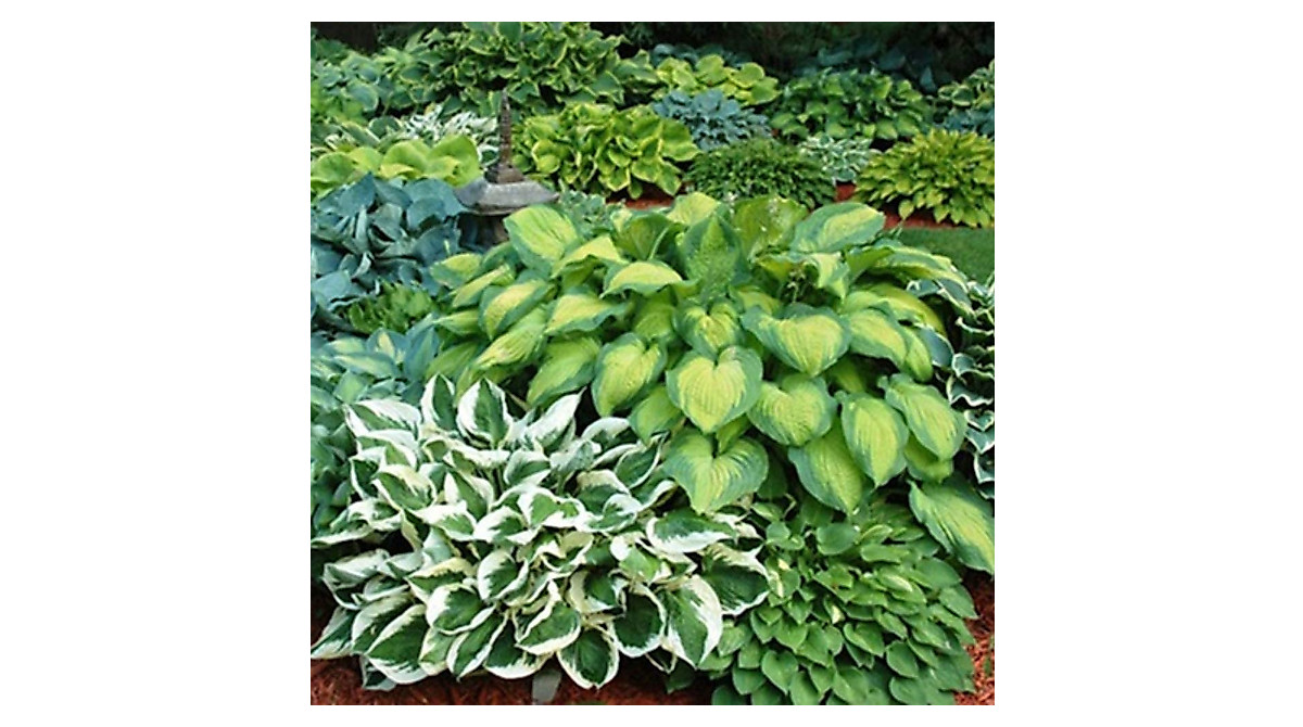 Mixed Heart-Shaped Hosta Bare Roots - Easy-to-Grow Shade Garden Plants