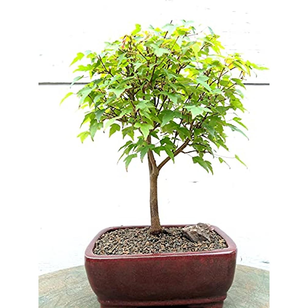Dwarf Trident Maple Outdoor Bonsai Tree