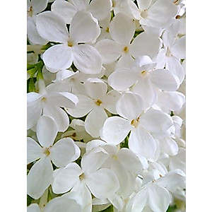 Green Tea Aromatic Candle - Ixara Wellness Balance - Perfect for Decorating and Aromatizing, Ideal for a Relaxing Environment - Perfect Candle for Home Office