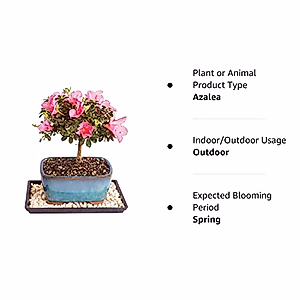 Brussel's Live Satsuki Azalea Outdoor Bonsai Tree - 4 Years Old; 6" to 8" Tall with Decorative Container, Humidity Tray & Deco Rock