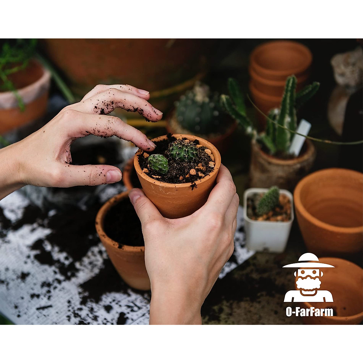 O-FarFarm Cactus Soil Potting Mix 1.1 LBS, Optimized PH Fast Draining with Added Nutrients, Perfect for Small Cactus Pots