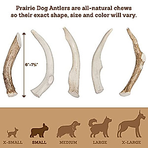Prairie Dog Antlers | North American Whole Deer Antler | MEDIUM |Naturally Shed | Hand Harvested | Nutrient Rich | 6-7.5 inches long