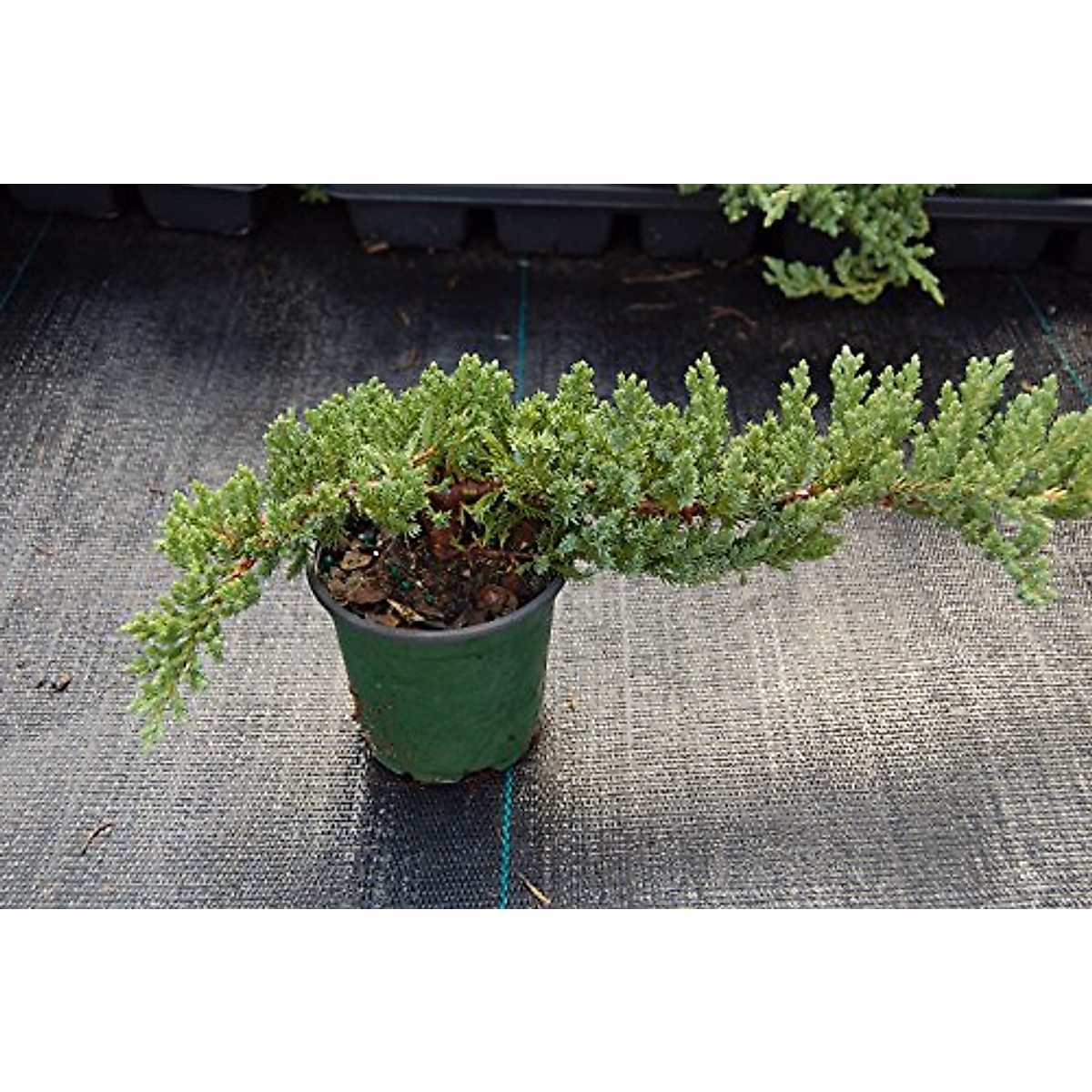 Dwarf Japanese Garden Juniper- Juniperus procumbens ‘Nana’ - 4" Potted - Healthy Evergreen Plant - Plant Great for Bonsai - Each 1 by Growers Solution