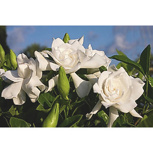 Gardenia Seeds, White Fragrant Blooms and Glossy Green Foliage-50 Seeds