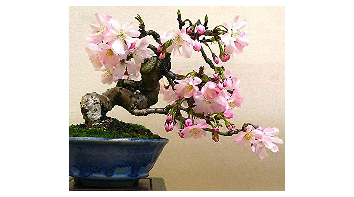 35+ Pcs Japanese Sakura Seeds for Bonsai - Grow Pink Cherry Blossoms