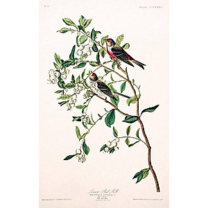 Lesser Red-Poll. From"The Birds of America" (Amsterdam Edition)