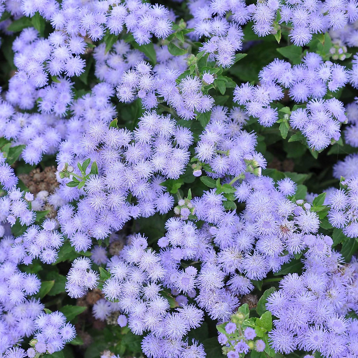 Ageratum Seeds (Dwarf) - Blue Mink - 1/4 Pound - Blue Flower Seeds, Heirloom Seed Attracts Bees, Attracts Butterflies, Attracts Pollinators, Fragrant, Container Garden