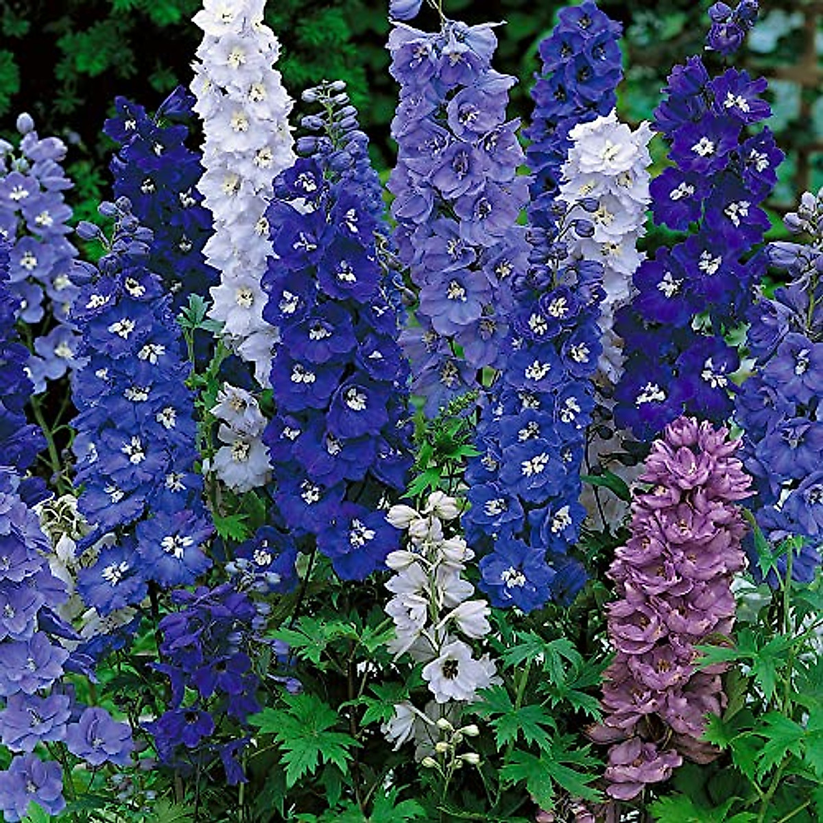 Outsidepride Delphinium Magic Fountains Crystals Garden Cut Flowers for Vases, Bouquets, Arrangements - 100 Seeds