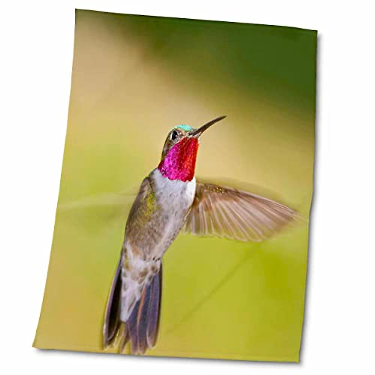 3dRose Colorado, Frisco, hummingbird in flight - US06 BJA0084 - Jaynes. - Towels (twl-88843-2)